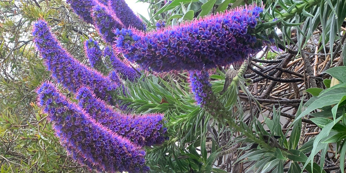 The confusing convalescing continuum - by Pip Lincolne