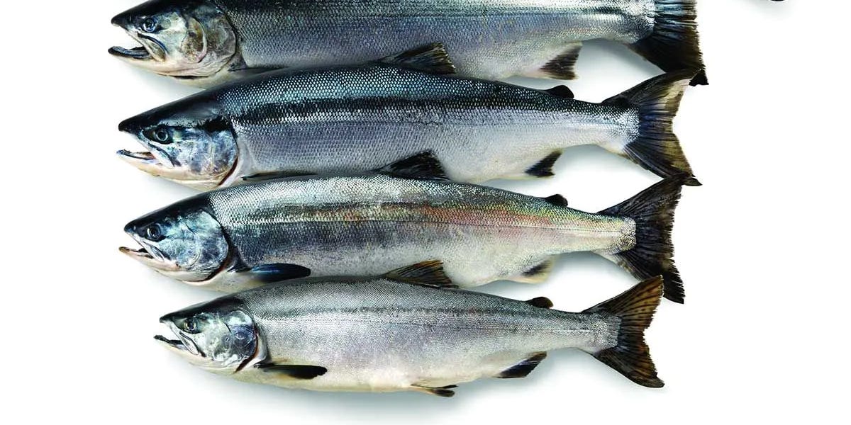 5 Reasons Why Wild Alaska Salmon Is Different From Farmed Salmon