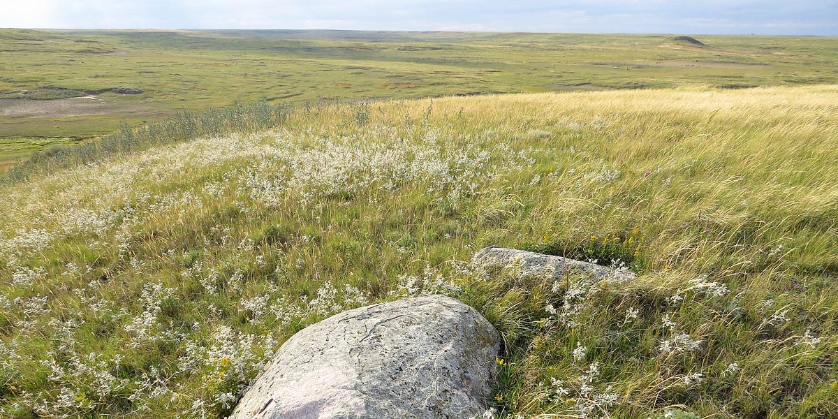 Community Highlight: Public Pastures – Public Interest