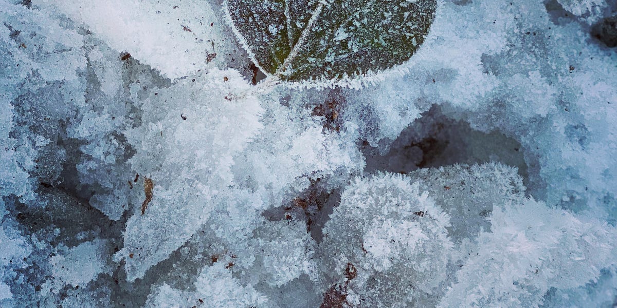 Cold comfort - by Freya Rohn - The Ariadne Archive