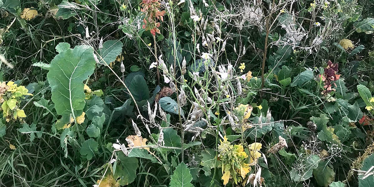 On not writing - by Agnes Davis - Chasing Angels