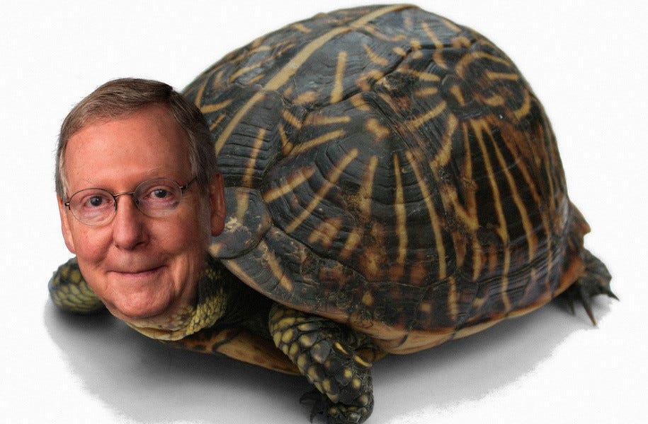 Turtle Mitch finally coming out!!