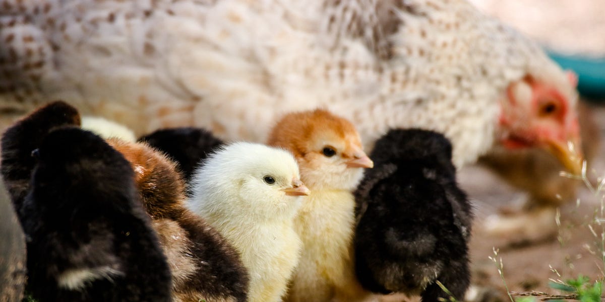 Jesus The Mother Hen - The Art of Preaching