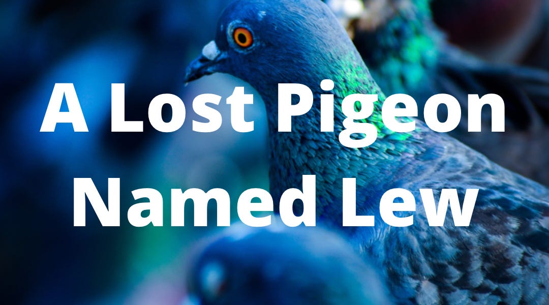 A Lost Pigeon Named Lew - story whale bedtime stories