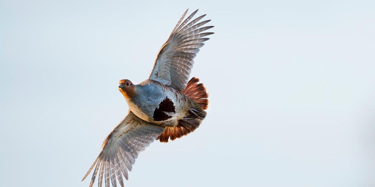 The sheep aren't in the meadow - by Richard Negus