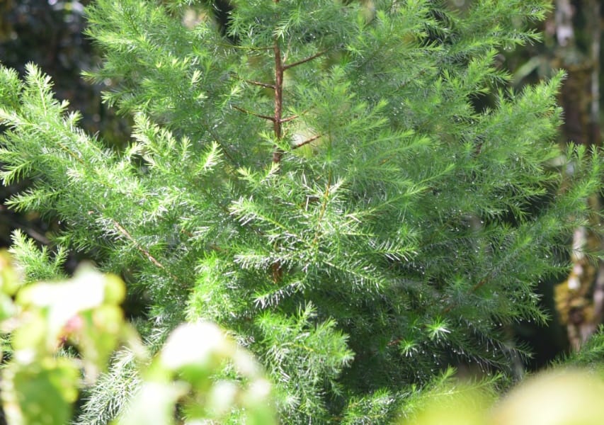 Communities engaged to conserve mount Mulanje