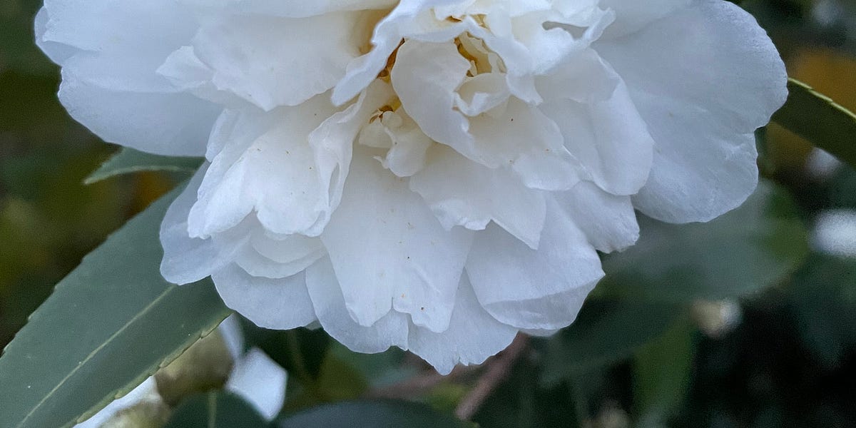 Regrets, I've Had a Few* - by Jane Ehrenfeld