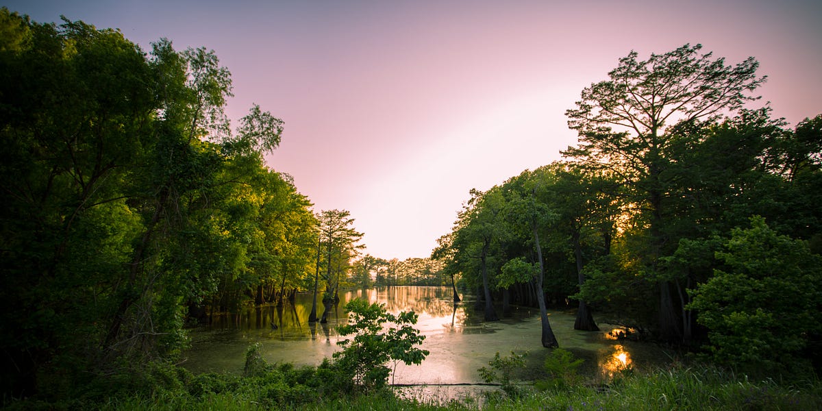 Weekend reading: The Mother Swamp - by Boyce Upholt