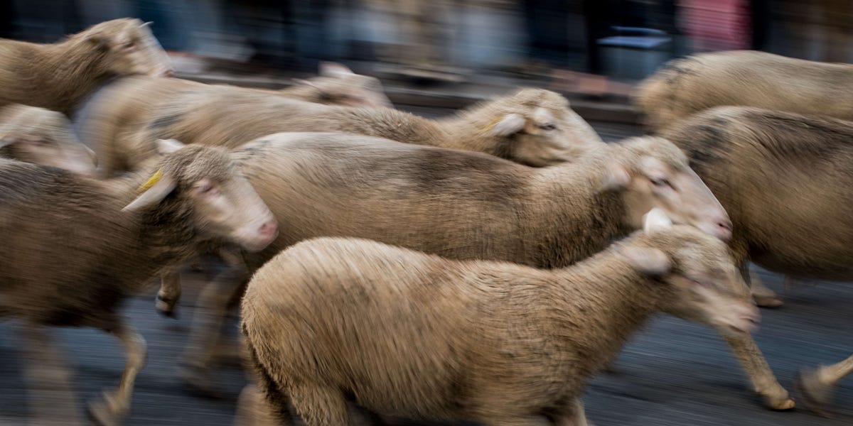 We Aren't Raising Adults. We Are Breeding Very Excellent Sheep.