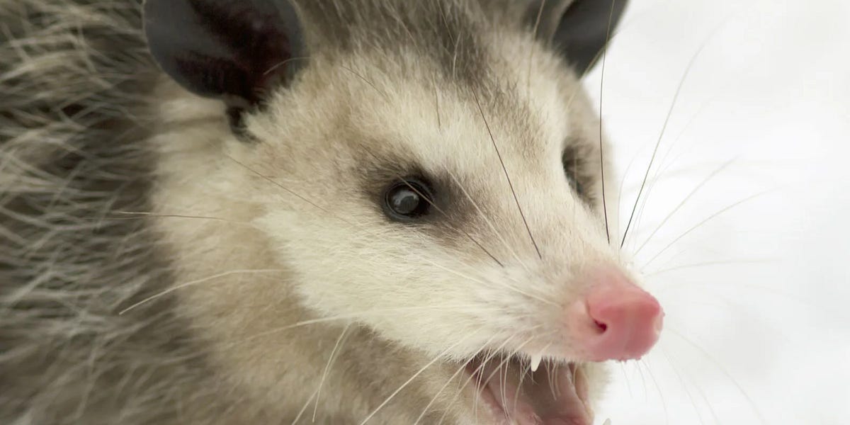 Understanding Linear Regression - by BowTied_Raptor