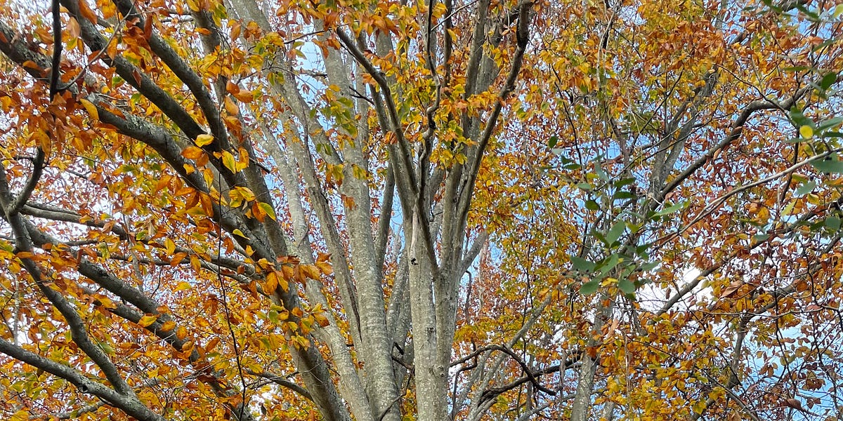 On the Sixth House - by Cameron Steele - interruptions