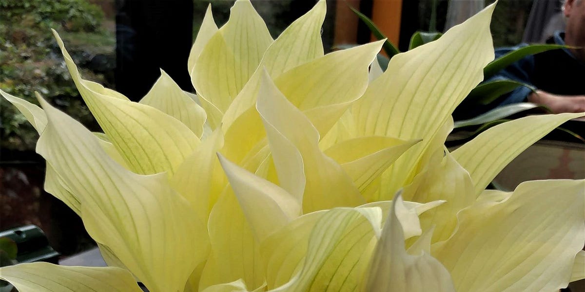 Why do hostas have to flower? - by Anne Wareham