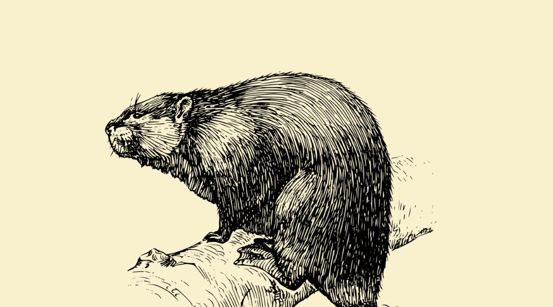 How wild animals can help us deal with capricious climate