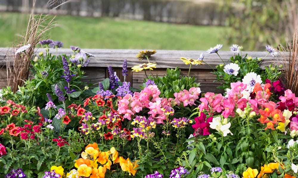 Annuals vs. Perennials - by Laura Janney - Get Inspired
