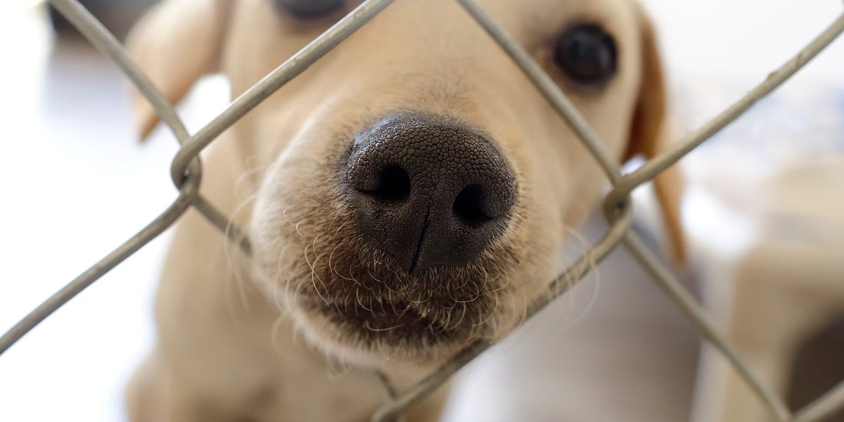 The Joys & Struggles of a Foster Dog - by Milo - RhymeGeek The Joys & Struggles of a Foster Dog - by Milo - RhymeGeek