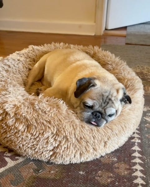 The Millennialization of Gen Z - by Nick Catucci