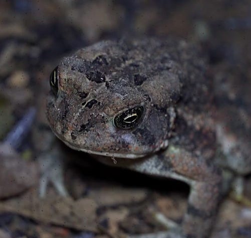Cómo cocinar un sapo - by Ailed - ¡Ya casi es viernes!