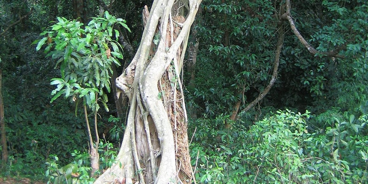 #23E. Syndicated Figs - by Kay Lack - K.log