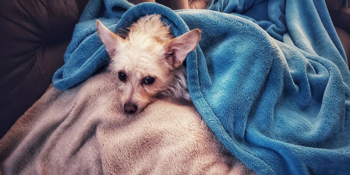 Goodbye 2021. - by Emily Mills - Grist From the Mills