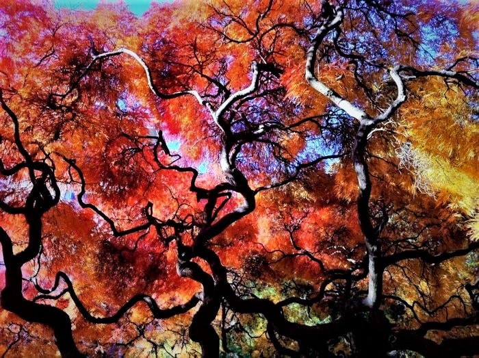 A Modest Proposal - by Alan Wellikoff - Arrant Bushwa