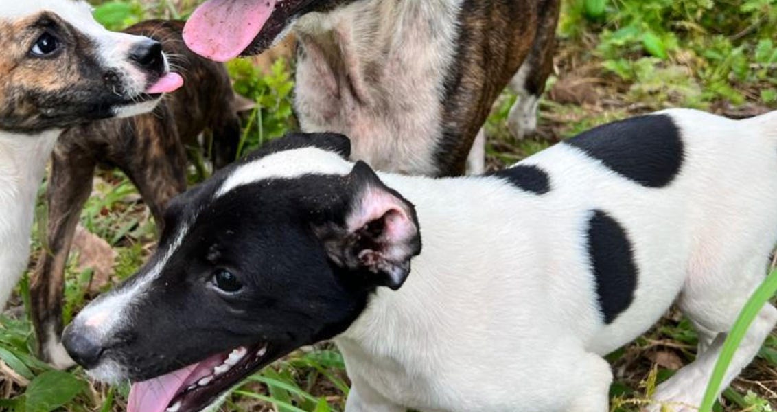 Saving 6 Dogs - by Niall Harbison - Happy Doggo