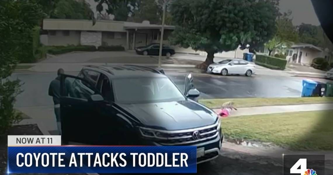 Another Predator Attack In Los Angeles