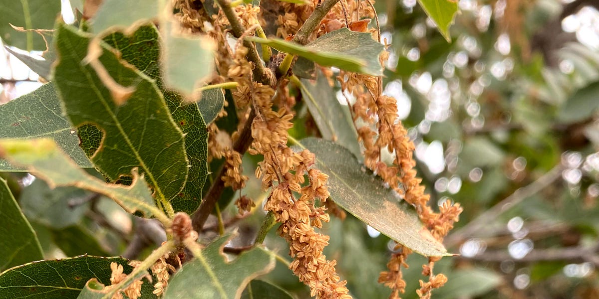 Oaks & acorns, our ancestral heritage - by John J Slattery