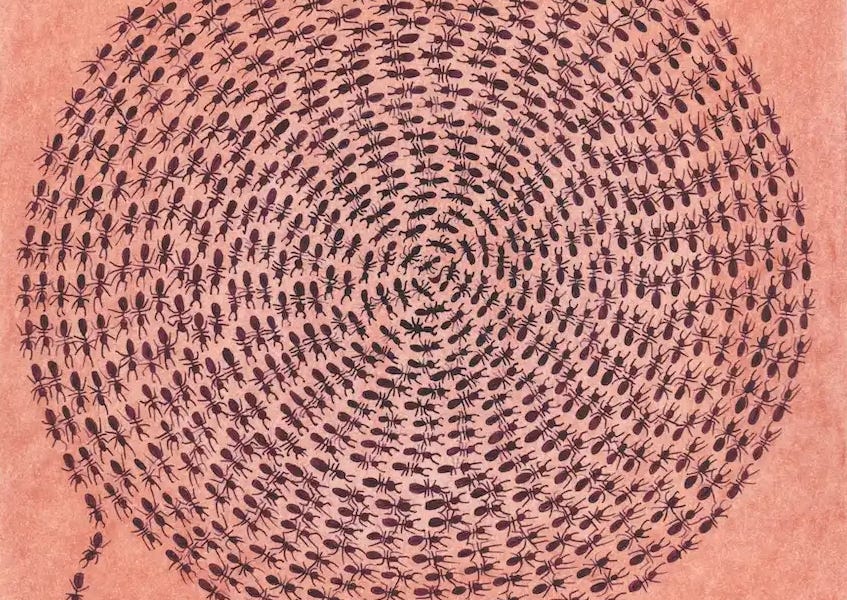 Politics Is Becoming an Ant Mill - by Anton Cebalo - Novum