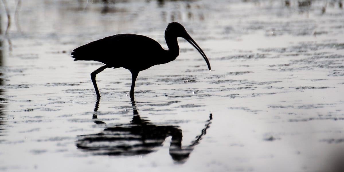 Gleanings From the Field., Vol. 2 - by Hadden Turner