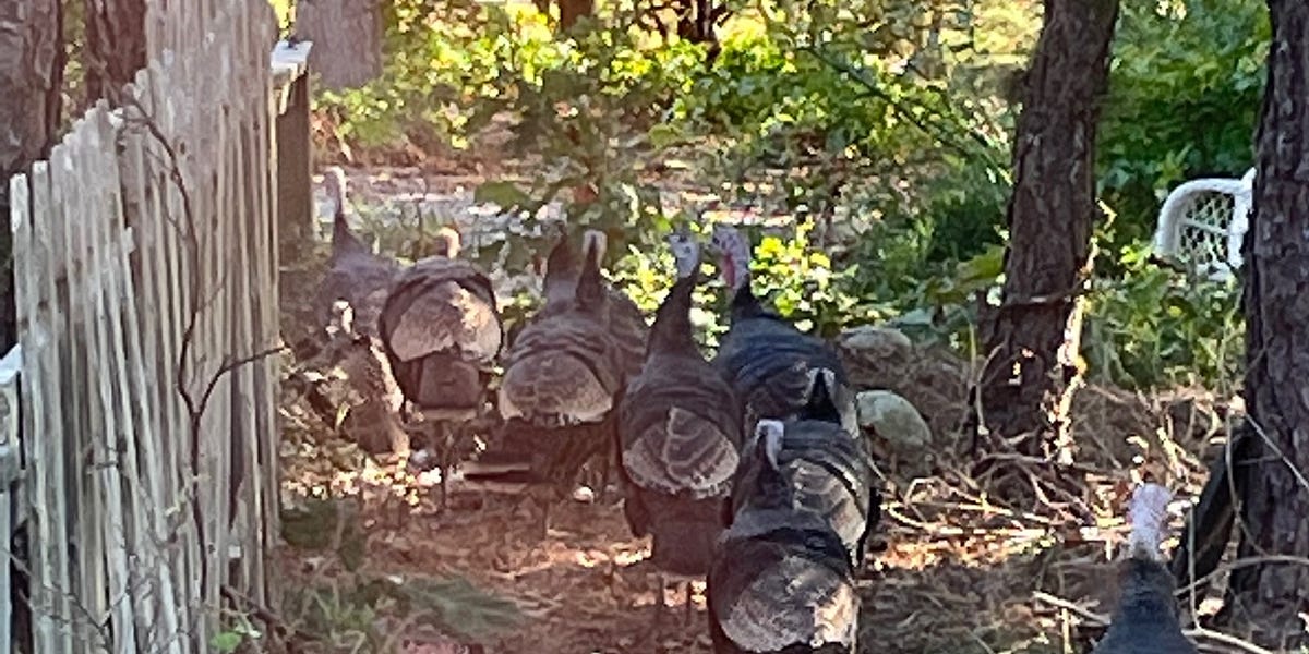Talking turkey - by Seth Rolbein - A Cape Cod Voice