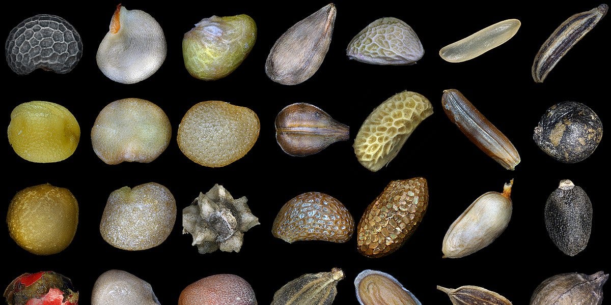 Living systems grow from simple seeds - by Gordon Brander