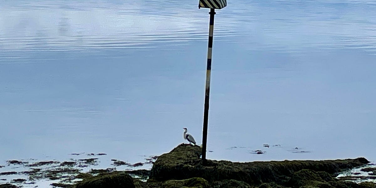 Perched - by Meg Pokrass - Pokrass Prompts