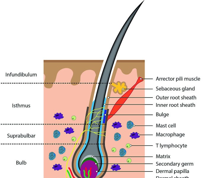 Anatomy of the Hair Follicle - Mesityl Oxide