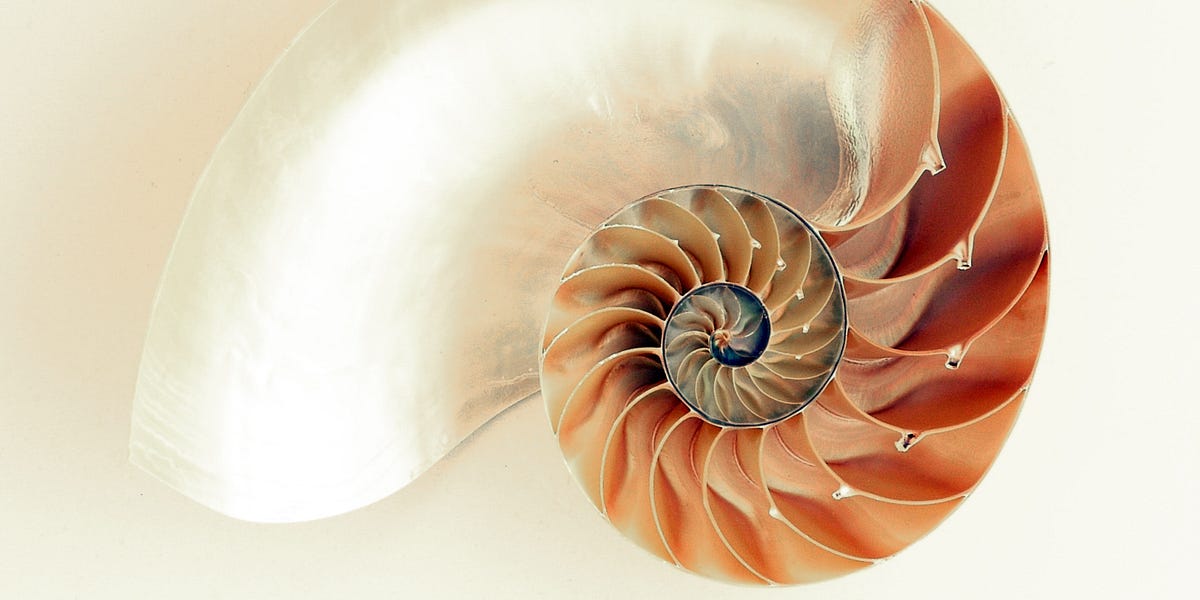 The Fibonacci Sequence - by Toby