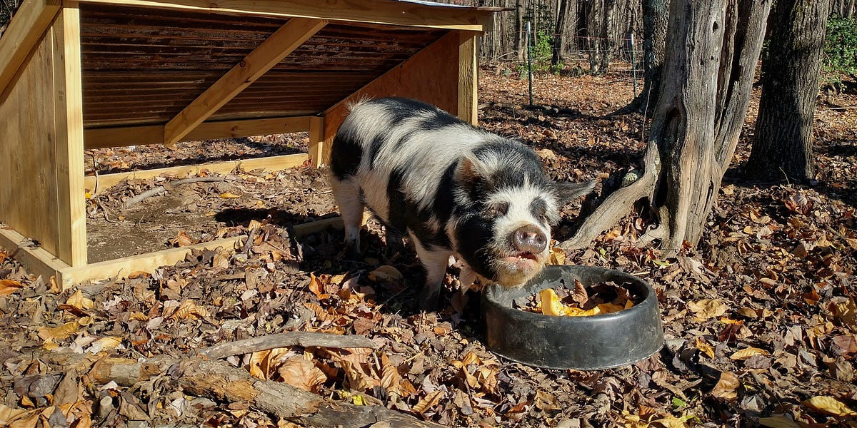Pastured Pigs Starter Kit - Magpie Hollow Farm News