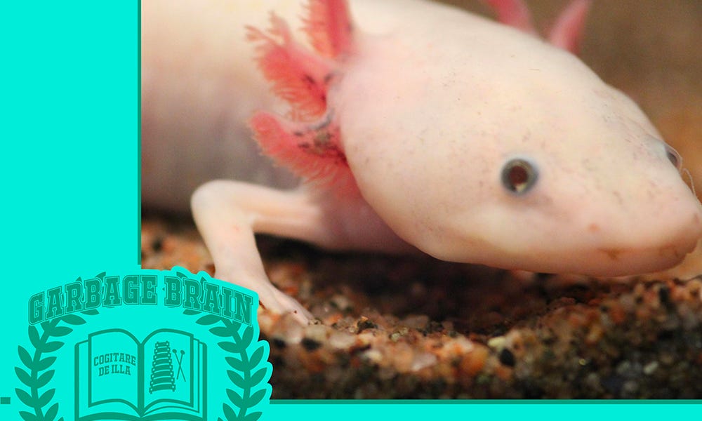 GBU 308: How To Make Infinite Axolotls