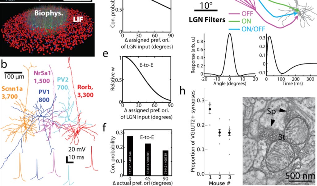Biophysically realistic neuron modeling in layer four of visual cortex