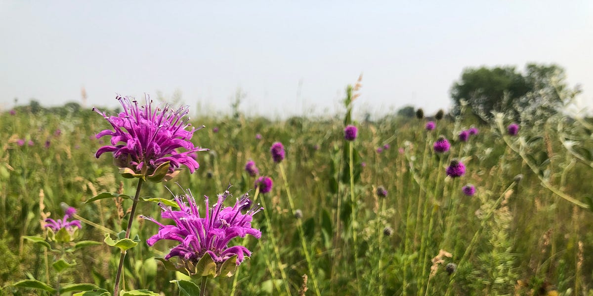 Living Prairie Museum: A Glimpse into our History