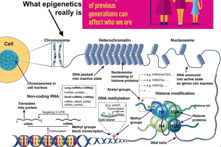 You can’t take it with you: straight talk about epigenetics and ...