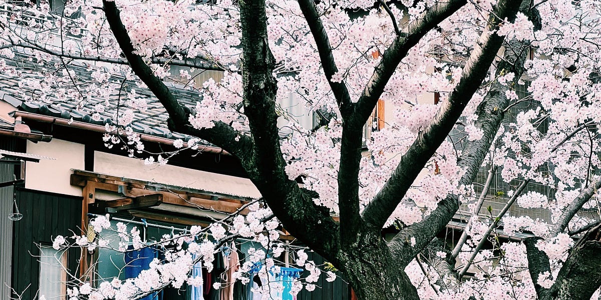 Japanese vs Chinese sensibility - by Vicky Zhao