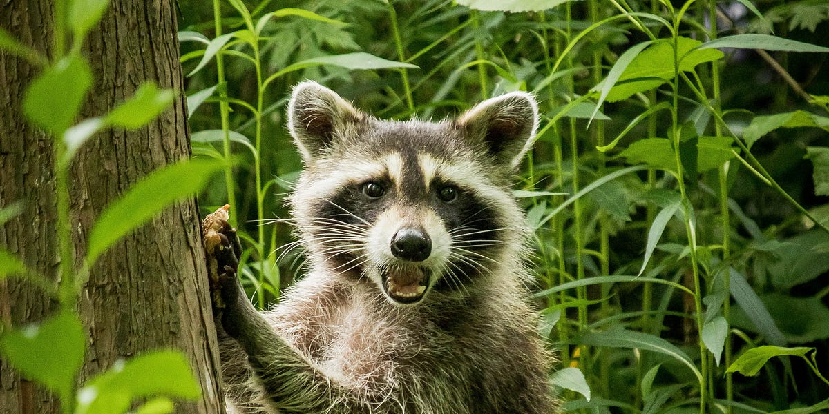 Grief, Transition and Raccoons - by Julie Faulstich