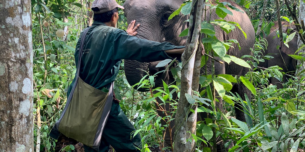 #26 - ‘A world without wildlife is the end of the world’