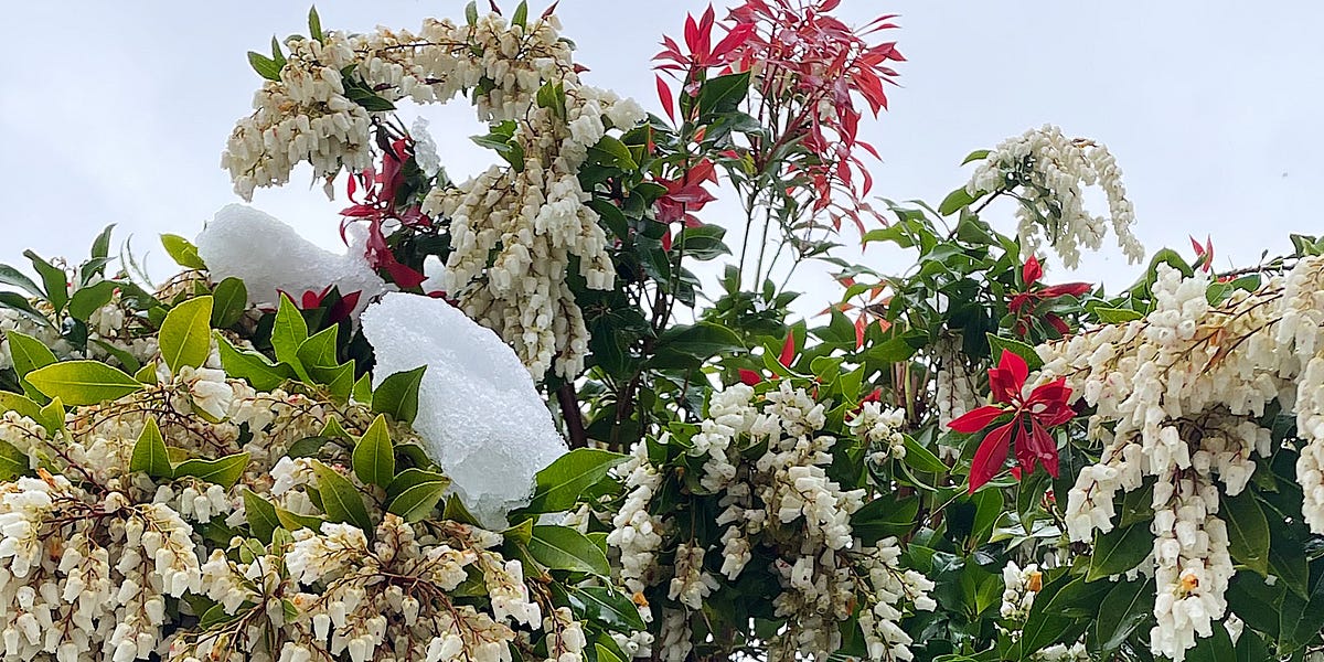 Ground Cover | October | Pieris - David Swick