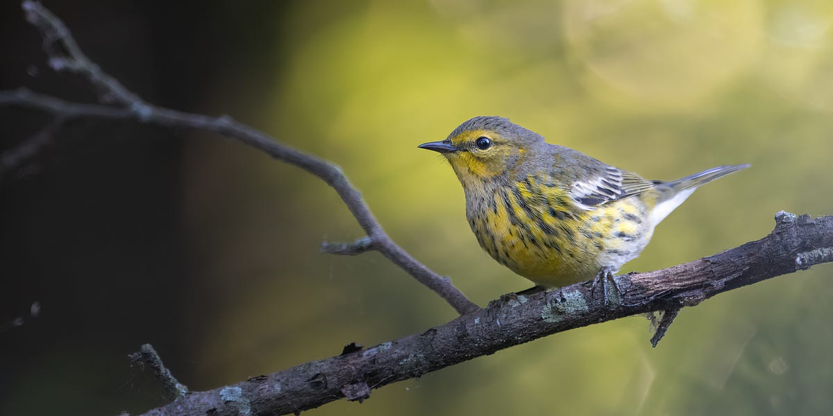 Not all warblers wear capes - thebirdherder
