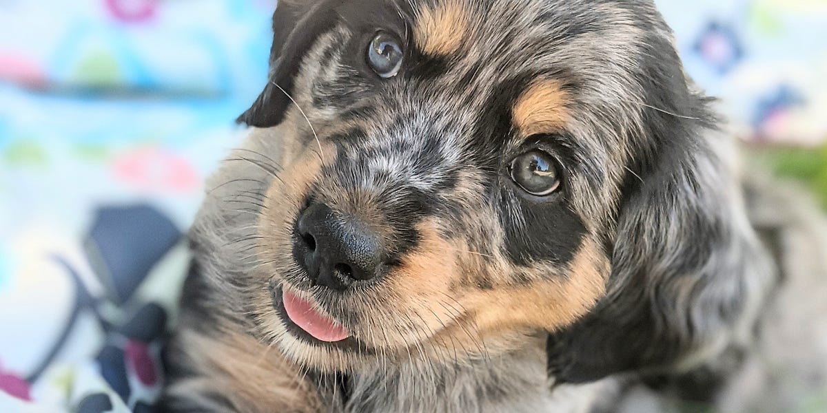 How to raise a naturally-reared dog - by Levi Quackenboss