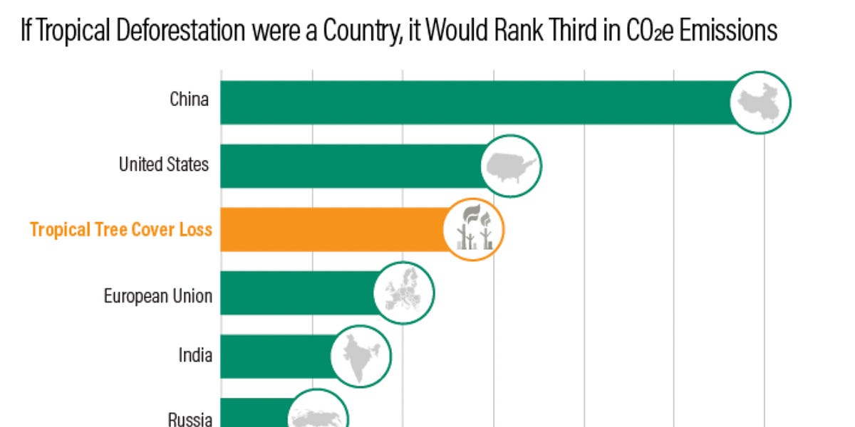 The Amazon Rainforest: A Climate Superpower