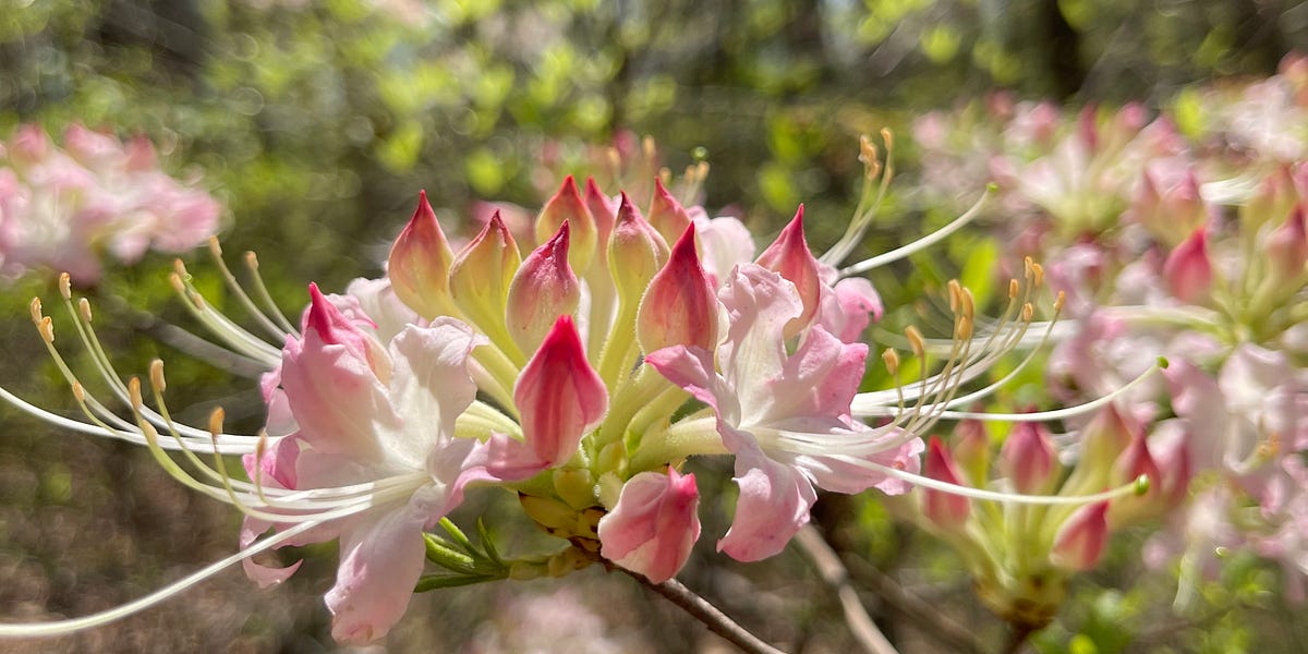 #568 — Azalea nocturne 野杜鹃 - by Wu Fei 吴非