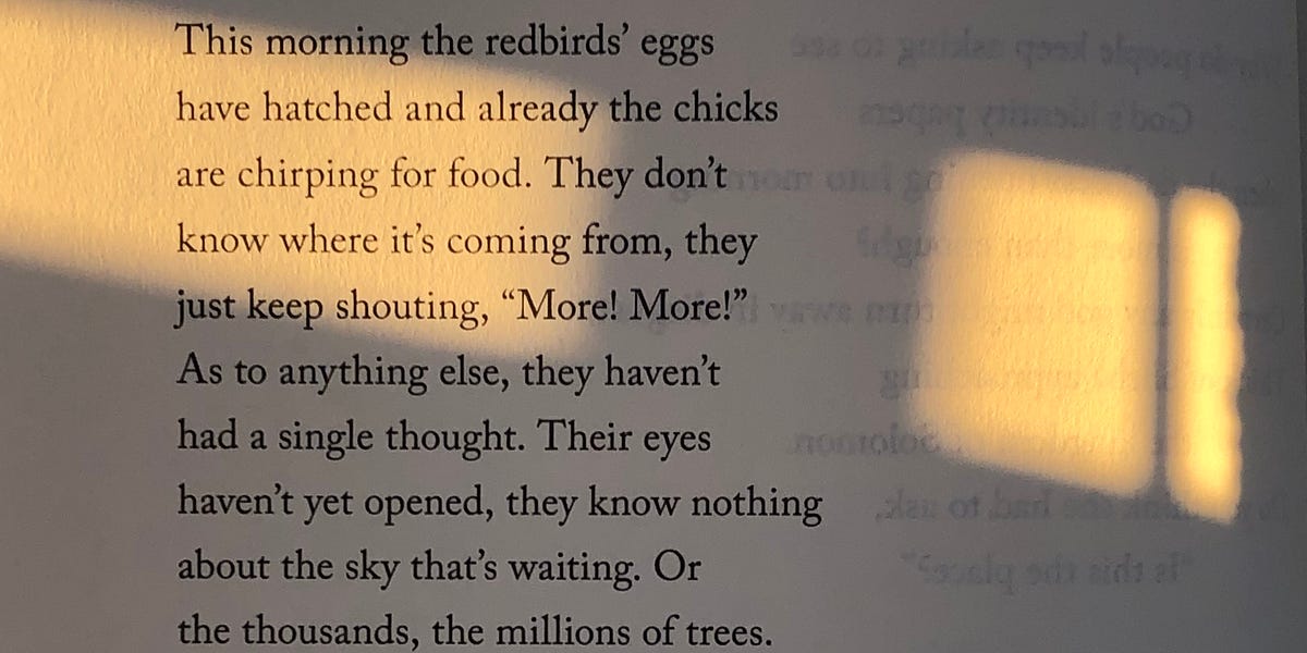 Two morning poems by Mary Oliver - by Arianna - letterarii