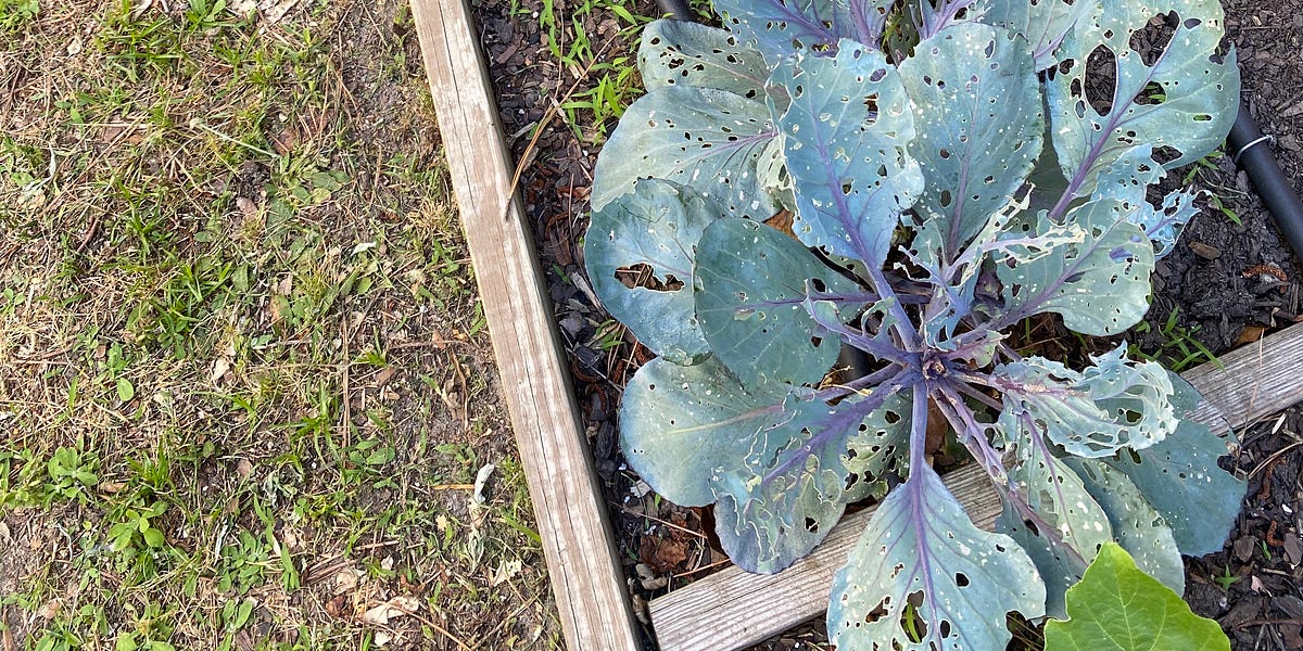 Gardener's Log, stardate 2459737.5157 - by Eric Mott