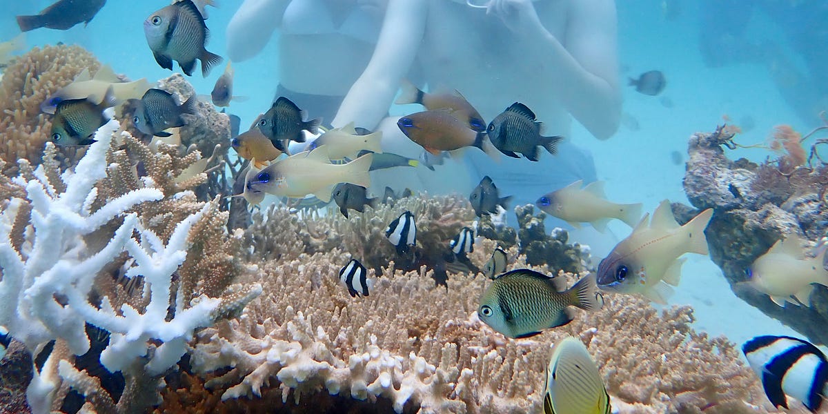 Greetings from the Western Pacific Warm Pool 🐠